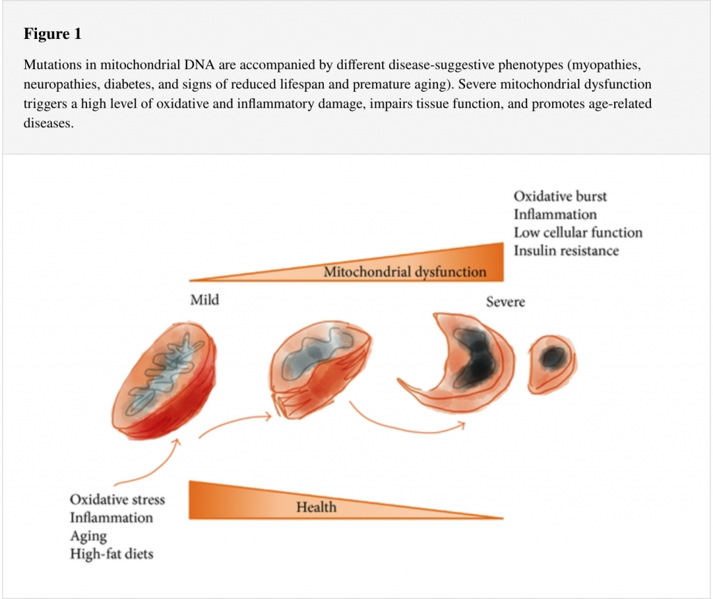 Mitochondria, Inflammation and Oxidative Stress