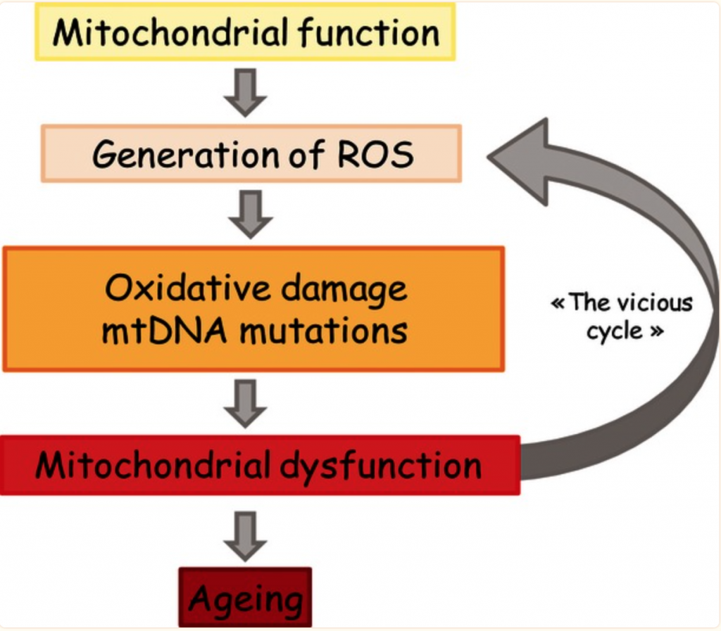Mitochondria, Inflammation and Oxidative Stress